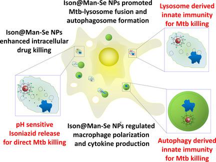 Macrophage-Targeted Isoniazid-Selenium Nanoparticles Promote ...