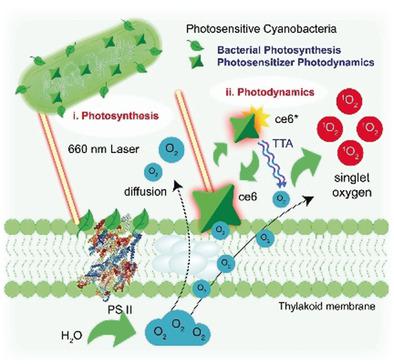Photosynthetic Tumor Oxygenation by Photosensitizer-Containing Cyanobacteria for Enhanced ...