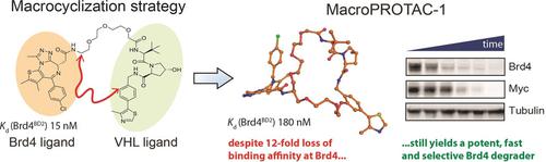 Structure-Based Design of a Macrocyclic PROTAC.,Angewandte Chemie International Edition - X-MOL