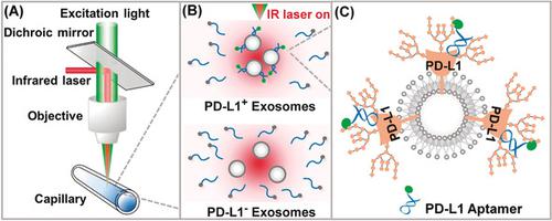 Homogeneous, Low-volume, Efficient, and Sensitive Quantitation of ...