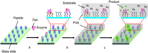 Exploring Peptide Space for Enzyme Modulators,Journal of the American ...