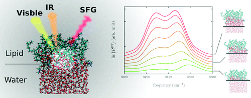 Vibrational Sum-Frequency Generation Spectroscopy at the Water/Lipid ...