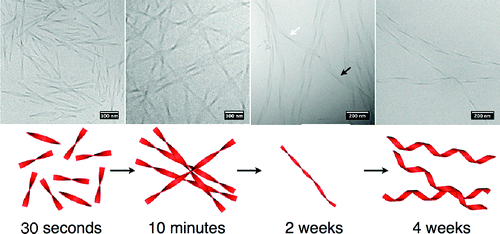 Direct Observation of Morphological Tranformation from Twisted Ribbons ...