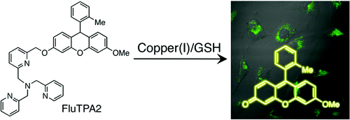 Development of Highly Sensitive Fluorescent Probes for Detection of Intracellular Copper(I) in ...