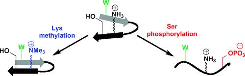 Dueling Post-Translational Modifications Trigger Folding and Unfolding ...