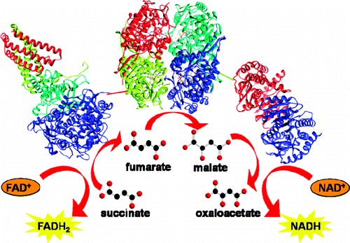 Metabolon Catalyzed Pyruvate/Air Biofuel Cell,Journal of the American ...