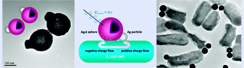 空心/固体 Ag2S/Ag 异二聚体的合成、形态控制和抗菌性能,Journal of the American Chemical ...