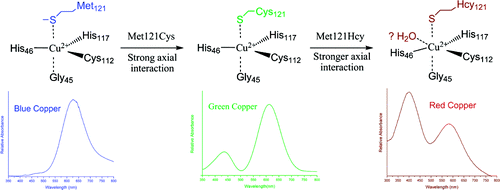 Transforming a Blue Copper into a Red Copper Protein: Engineering ...