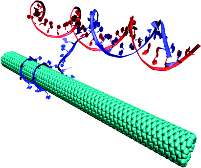 Dissociation of Single-Strand DNA: Single-Walled Carbon Nanotube ...