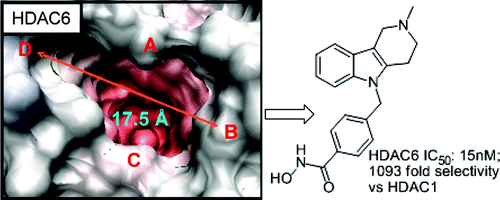 Rational Design and Simple Chemistry Yield a Superior, Neuroprotective HDAC6 Inhibitor ...