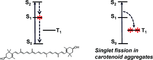 High-Yield Singlet Fission in a Zeaxanthin Aggregate Observed by ...