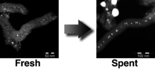 Direct Evidence of Water-Assisted Sintering of Cobalt on Carbon ...
