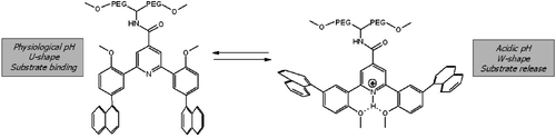 pH-Responsive Molecular Tweezers,Journal of the American Chemical ...