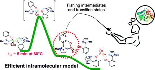 Intramolecular Catalysis of Phosphodiester Hydrolysis by Two Imidazoles ...