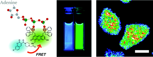 基于 FRET 的比率化学传感器的合理设计，用于核苷多磷酸盐的体外和细胞荧光分析,Journal of the American ...