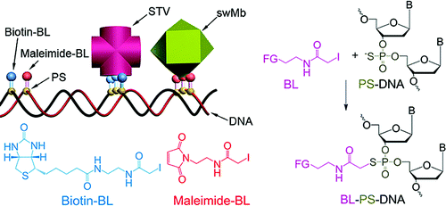 Controlled Alignment of Multiple Proteins and Nanoparticles with ...