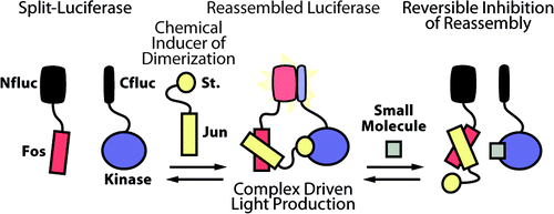 A Coiled-Coil Enabled Split-Luciferase Three-Hybrid System: Applied ...