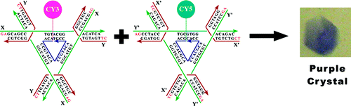 A DNA Crystal Designed to Contain Two Molecules per Asymmetric Unit ...