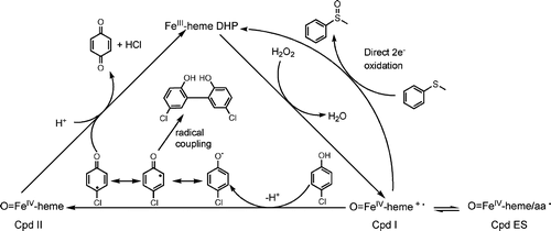 Probing the Oxyferrous and Catalytically Active Ferryl States ...