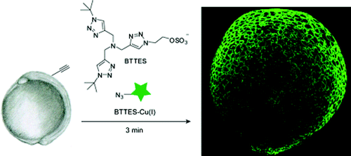 Biocompatible Copper(I) Catalysts for in Vivo Imaging of Glycans ...