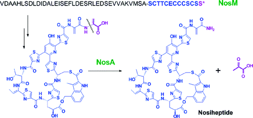 NosA Catalyzing Carboxyl-Terminal Amide Formation in Nosiheptide ...
