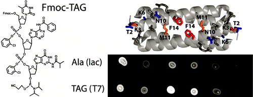 Synthetic Approach to Stop-Codon Scanning Mutagenesis,Journal of the ...