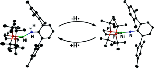 Hydrogen-Atom Abstraction from Ni(I) Phosphido and Amido Complexes ...