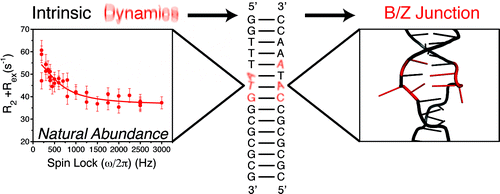 Sequence-Specific B-DNA Flexibility Modulates Z-DNA Formation,Journal ...
