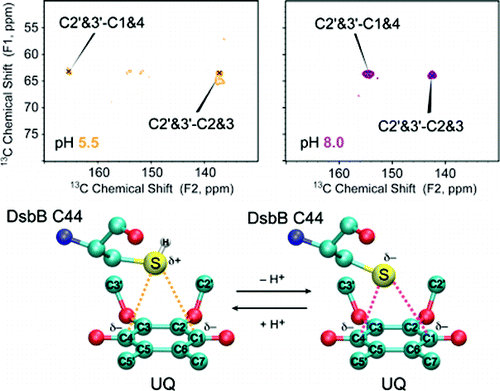 Solid-State NMR Study of the Charge-Transfer Complex between Ubiquinone ...