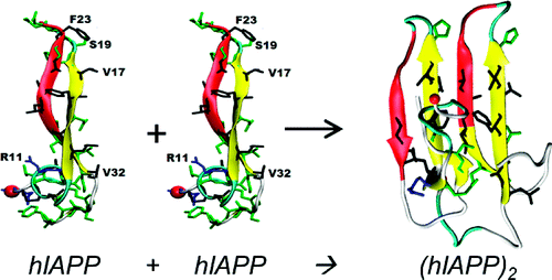 人 IAPP 中的淀粉样蛋白形成机制：二聚体具有 β 链单体-单体界面,Journal of the American Chemical ...
