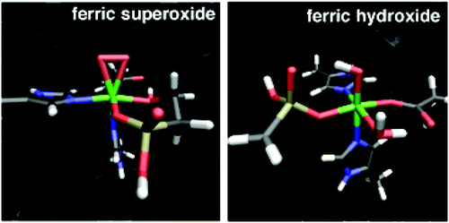 Ferric Superoxide and Ferric Hydroxide Are Used in the Catalytic ...