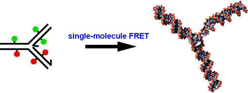 高分辨率单分子 FRET 揭示溶液中分叉 DNA 的全局结构,Journal of the American Chemical Society ...