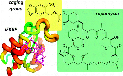 Light Regulation of Protein Dimerization and Kinase Activity in Living ...