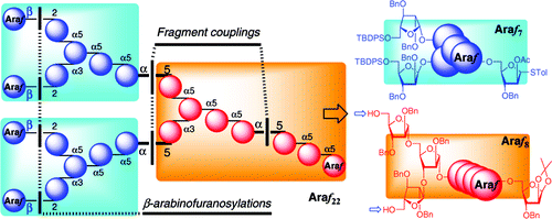 Synthesis of Docosasaccharide Arabinan Motif of Mycobacterial Cell Wall ...
