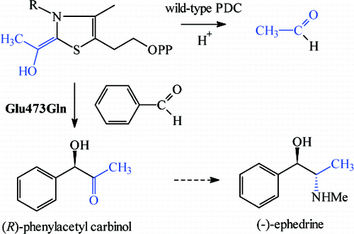 Conversion of Pyruvate Decarboxylase into an Enantioselective ...