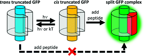 Light-Activated Reassembly of Split Green Fluorescent Protein,Journal ...