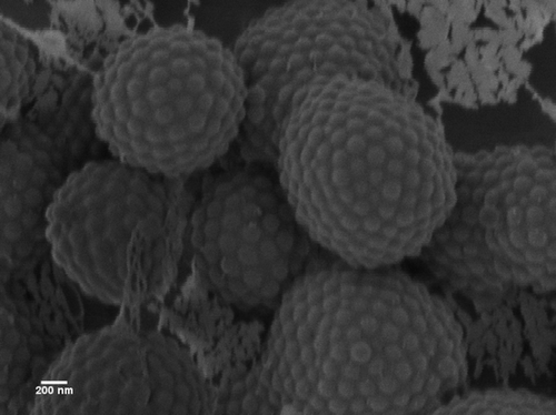 具有纳米粒子胶体装甲的聚合物囊泡,Journal of the American Chemical Society - X-MOL