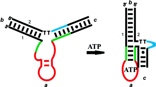 Small-Molecule-Triggered Manipulation of DNA Three-Way Junctions ...