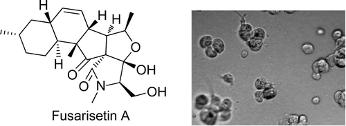 Fusarisetin A, an Acinar Morphogenesis Inhibitor from a Soil Fungus ...
