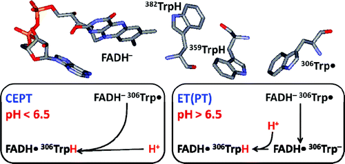 FADH-和306Trp•在大肠杆菌光解酶中电荷重组中协同电子质子转移的证据,Journal of the American Chemical ...