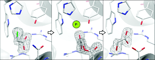 Mapping the Reaction Coordinates of Enzymatic Defluorination,Journal of ...