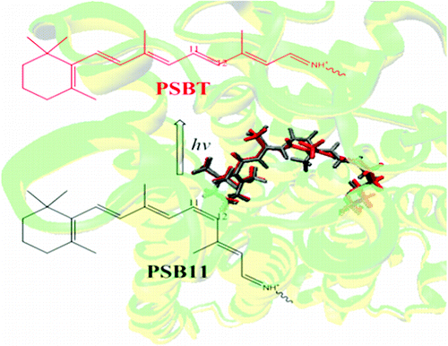 QM/MM Study of the Structure, Energy Storage, and Origin of the ...