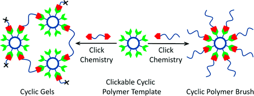 Universal Cyclic Polymer Templates,Journal of the American Chemical ...