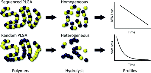 Exploiting Sequence To Control the Hydrolysis Behavior of Biodegradable ...