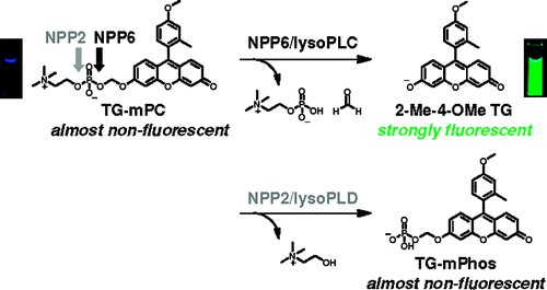 Fluorescence Probe for Lysophospholipase C/NPP6 Activity and a Potent ...