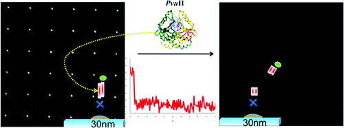 Selective Biomolecular Nanoarrays for Parallel Single-Molecule ...