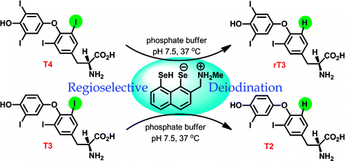 Deiodination of Thyroid Hormones by Iodothyronine Deiodinase Mimics ...