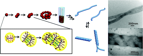 Supramolecular Polymerization from Polypeptide-Grafted Comb Polymers ...