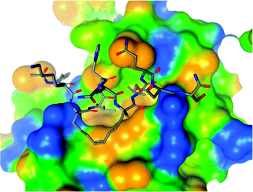 Design and Structure of Stapled Peptides Binding to Estrogen Receptors ...