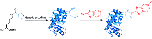 Genetically Encoded 1,2-Aminothiols Facilitate Rapid and Site-Specific ...